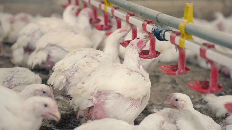 GM Chicken: Why Are Chickens Genetically Modified? | VFC