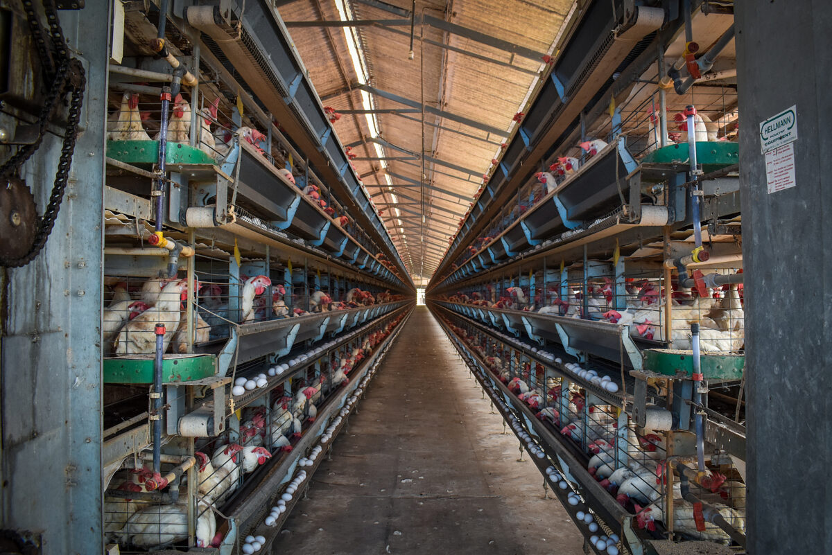 GM Chicken: Why Are Chickens Genetically Modified? | VFC