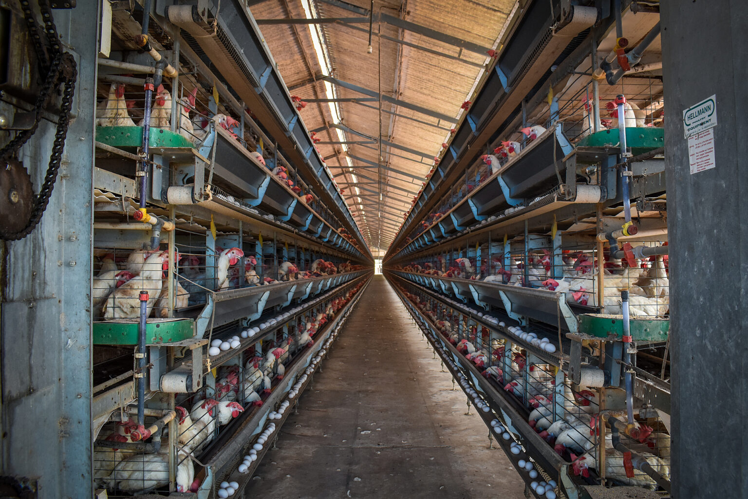 Average Chicken Weight - How Much Do Chickens Weigh? | VFC