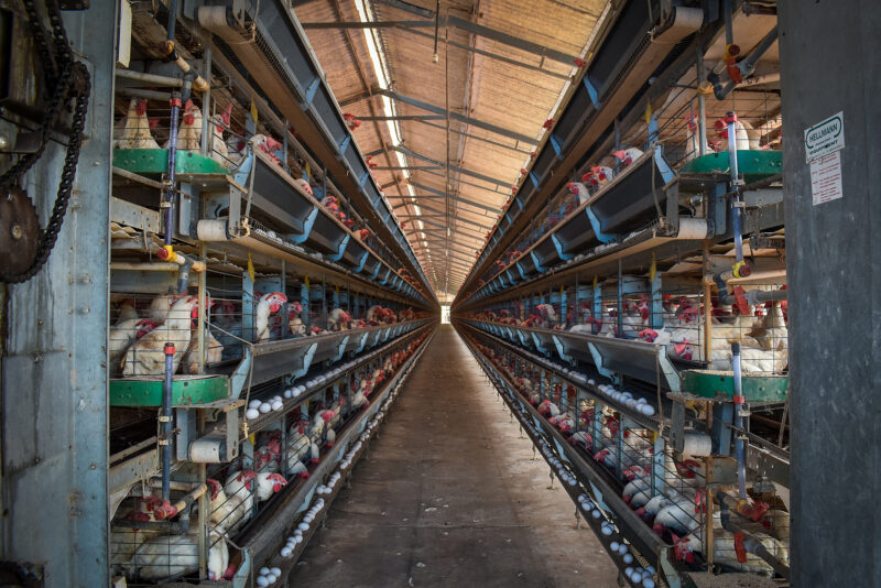 Average Chicken Weight - How Much Do Chickens Weigh? | VFC