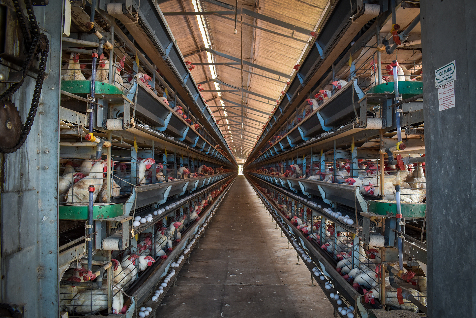 Intensive Farming Chickens: What Is It & Why Is It Bad? | VFC