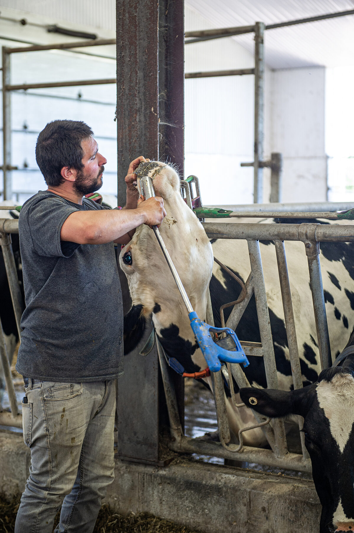 Factory Farming: What Is It & What Foods Are Factory Farmed? | VFC