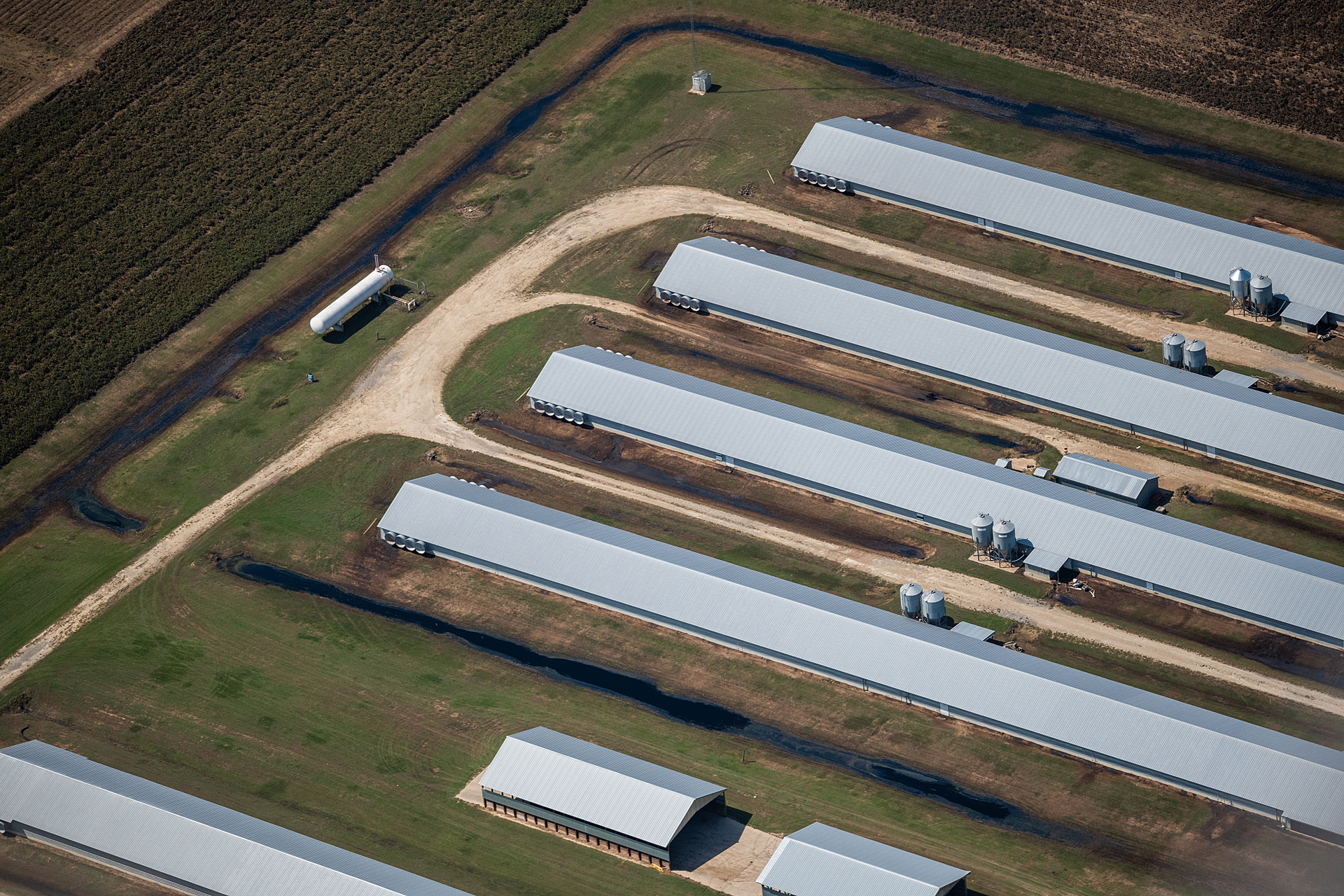 Factory Farming: What Is It & What Foods Are Factory Farmed? | VFC