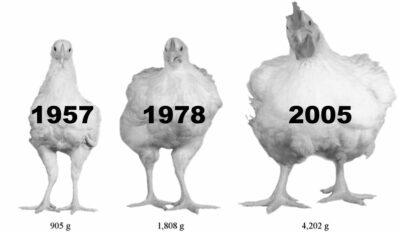 Average Chicken Weight - How Much Do Chickens Weigh? | VFC