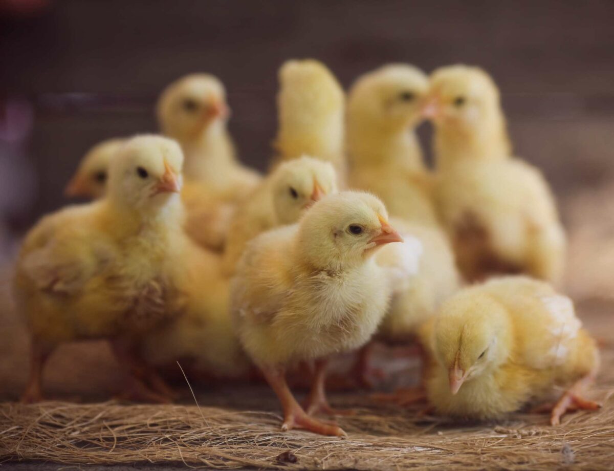 What Happens to Male Chickens in the Meat Industry?