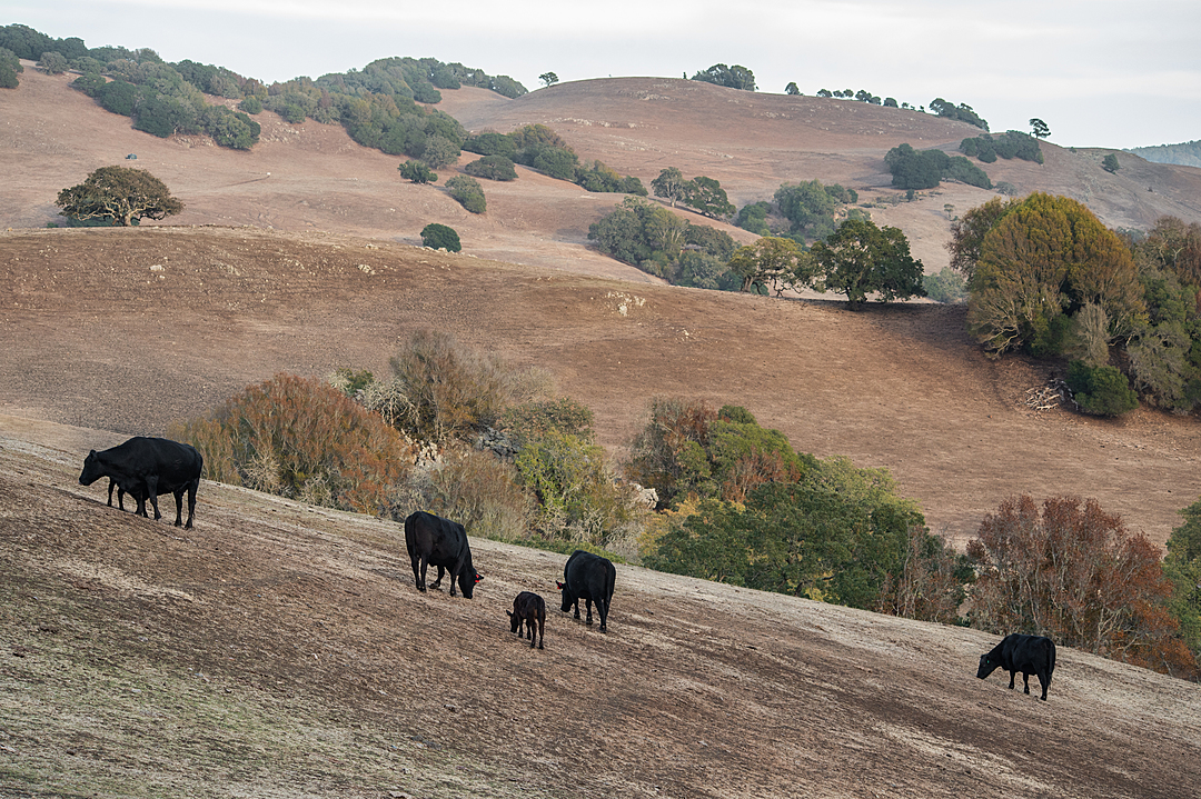 Climate Change and Desertification: What are the Causes? | VFC